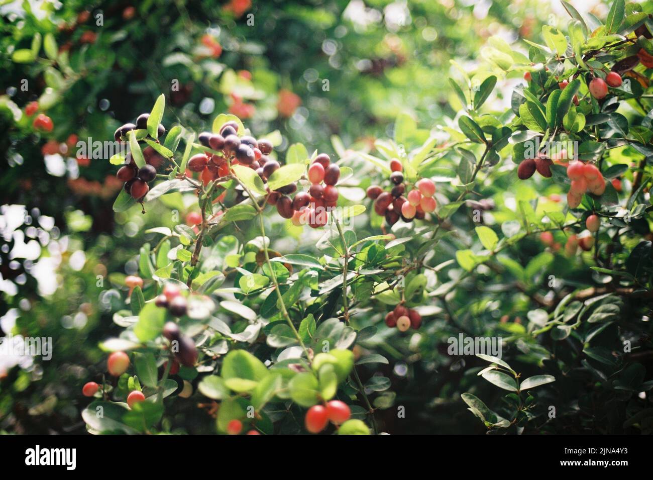 Mountain red cranberry plant with harvest Stock Photo - Alamy