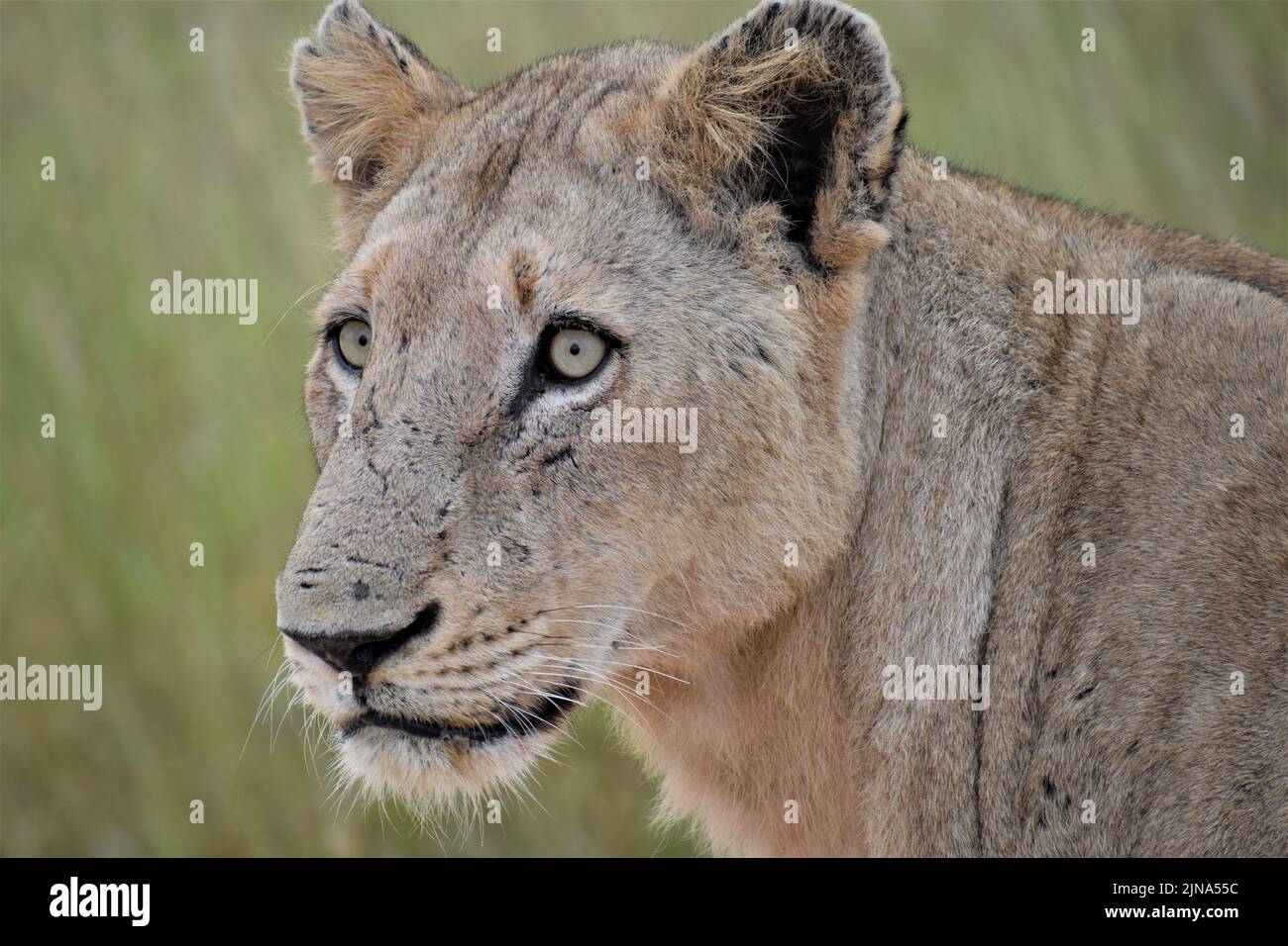 Intense concentration, the lioness planning her next move as matriarch ... Intense concentration, the lioness planning her next move as matriarch ...