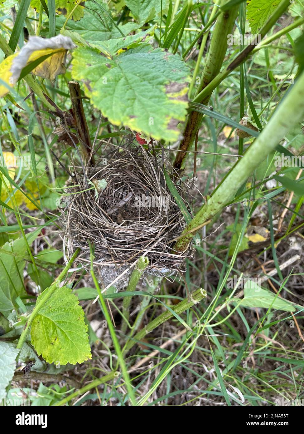 birds nest on the branch Old birds nest, built of scrap grass and twigs ...