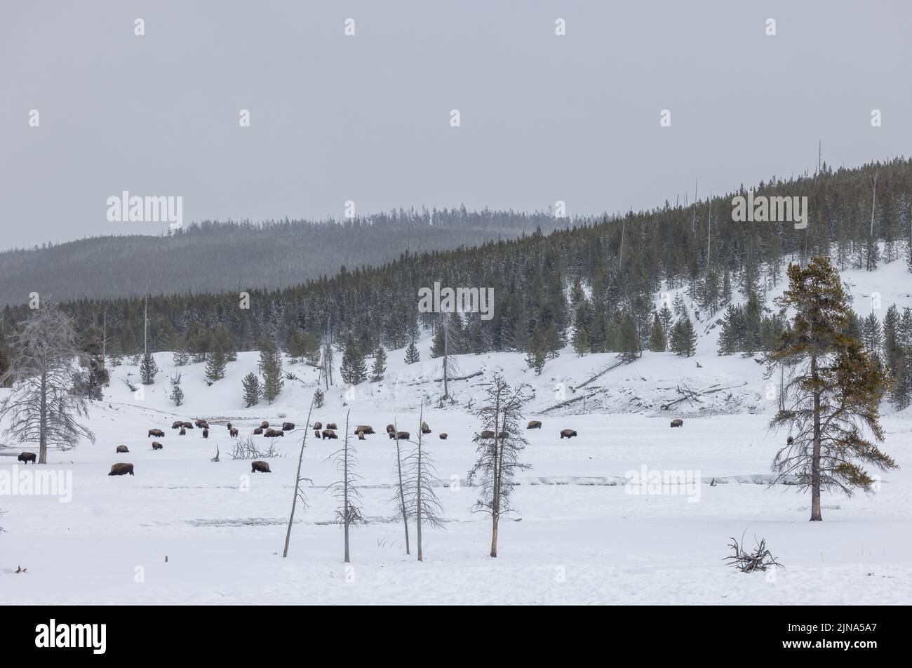 Bison in Yellowstone National Park Wyoming in Winter Stock Photo - Alamy