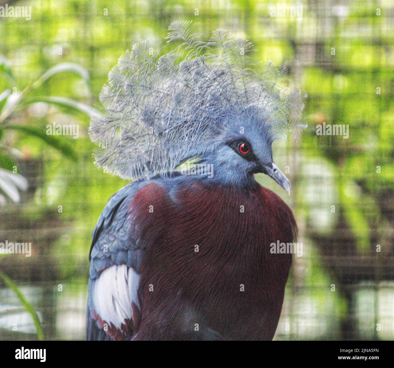 fan-bearing crowned dove inside the cage in the zoo Stock Photo - Alamy