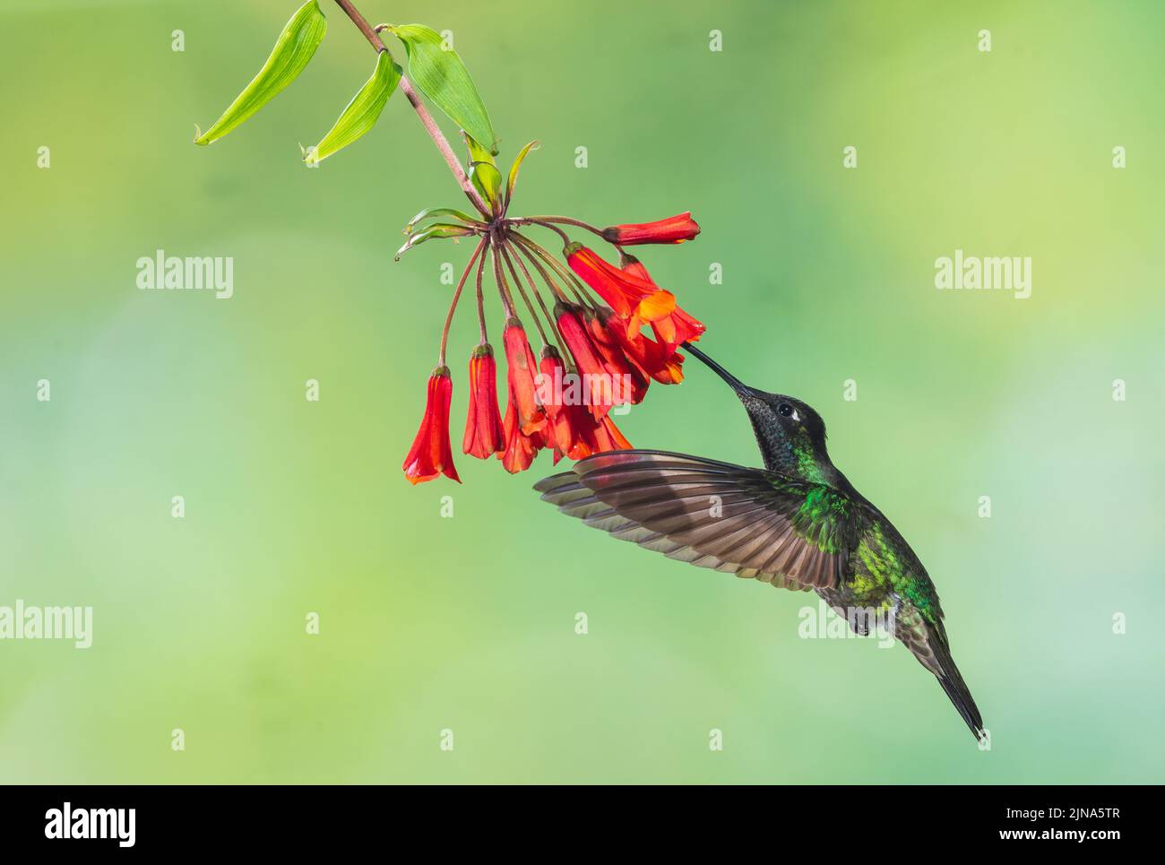 A fiery throated hummingbird using multi-flash, Costa Rica Stock Photo ...