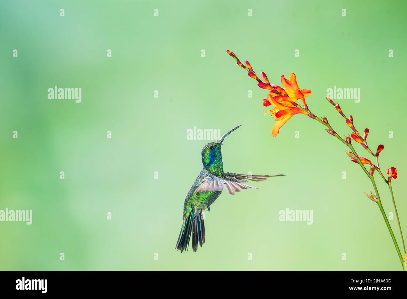 A lesser colibri hummingbird using multi-flash, Costa Rica Stock Photo ...