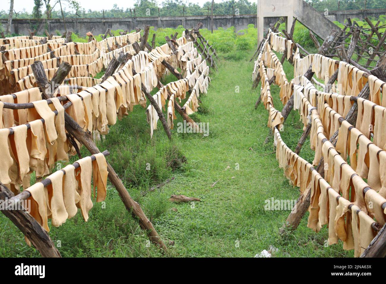 natural raw rubber Sheets on factory for refining drying and processing ...