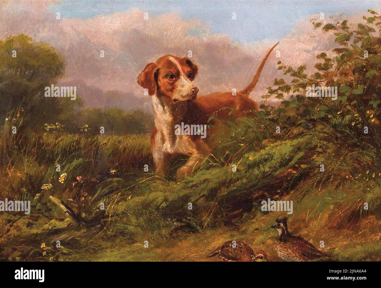 Snipe the dog hi-res stock photography and images - Alamy