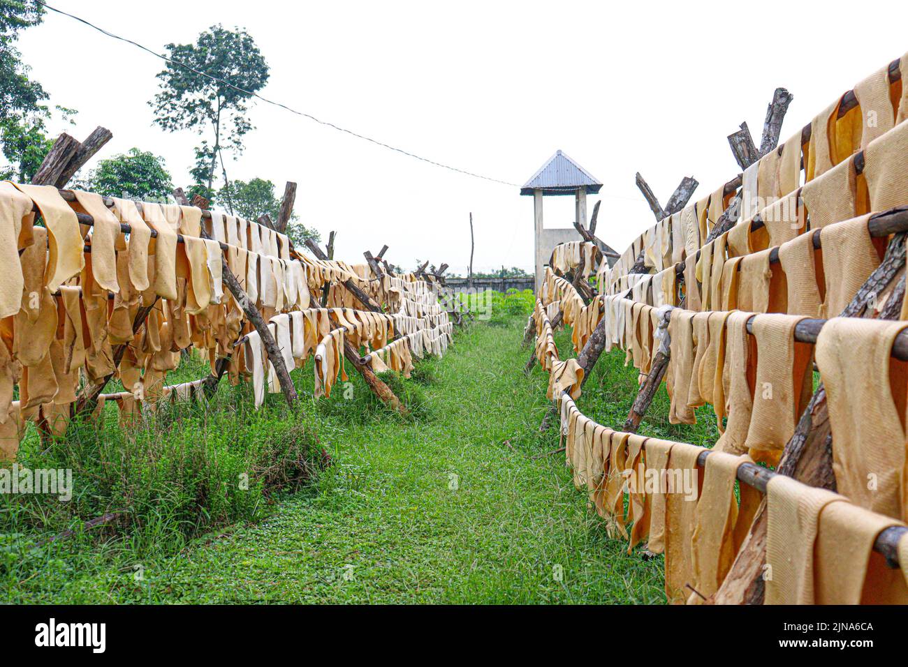Sheets latex natural rubber hi-res stock photography and images - Alamy