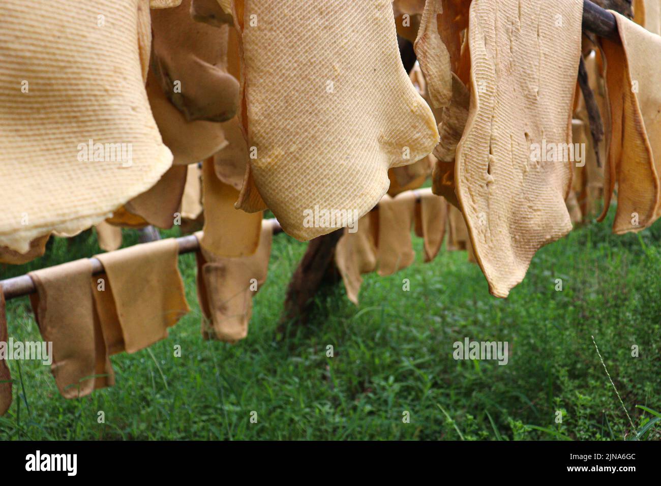 natural raw rubber Sheets on factory for refining drying and processing ...