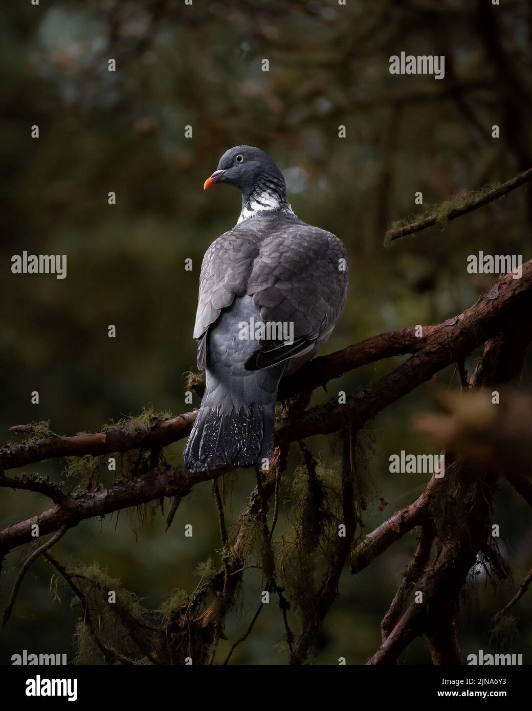 A beautiful gray bird on a tree branch, back view Stock Photo - Alamy