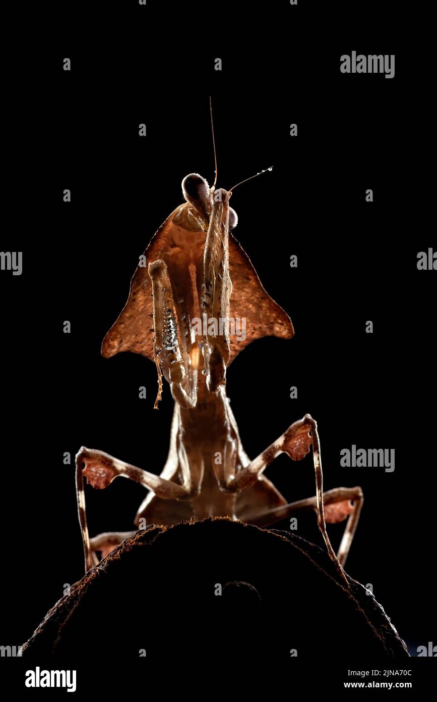 Close-up of a Dead leaf mantis on a rock, Indonesia Stock Photo - Alamy