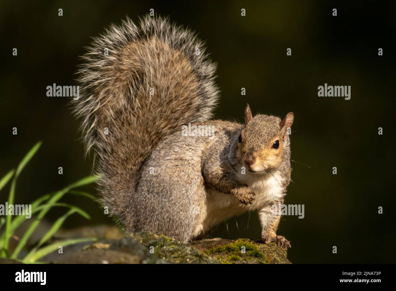 One squirrel standing on rock hi-res stock photography and images - Alamy