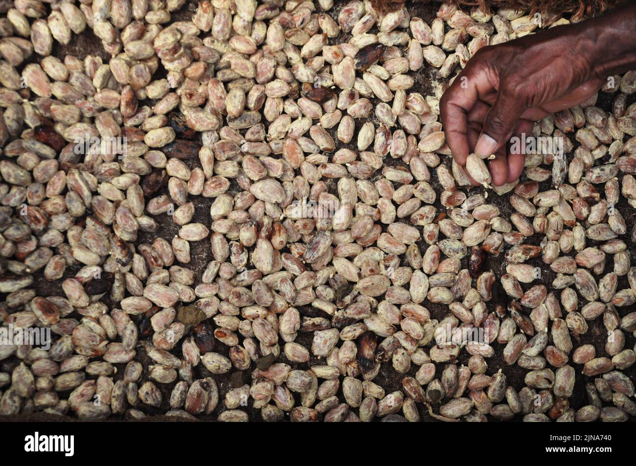 Cocoa harvesting hi-res stock photography and images - Alamy