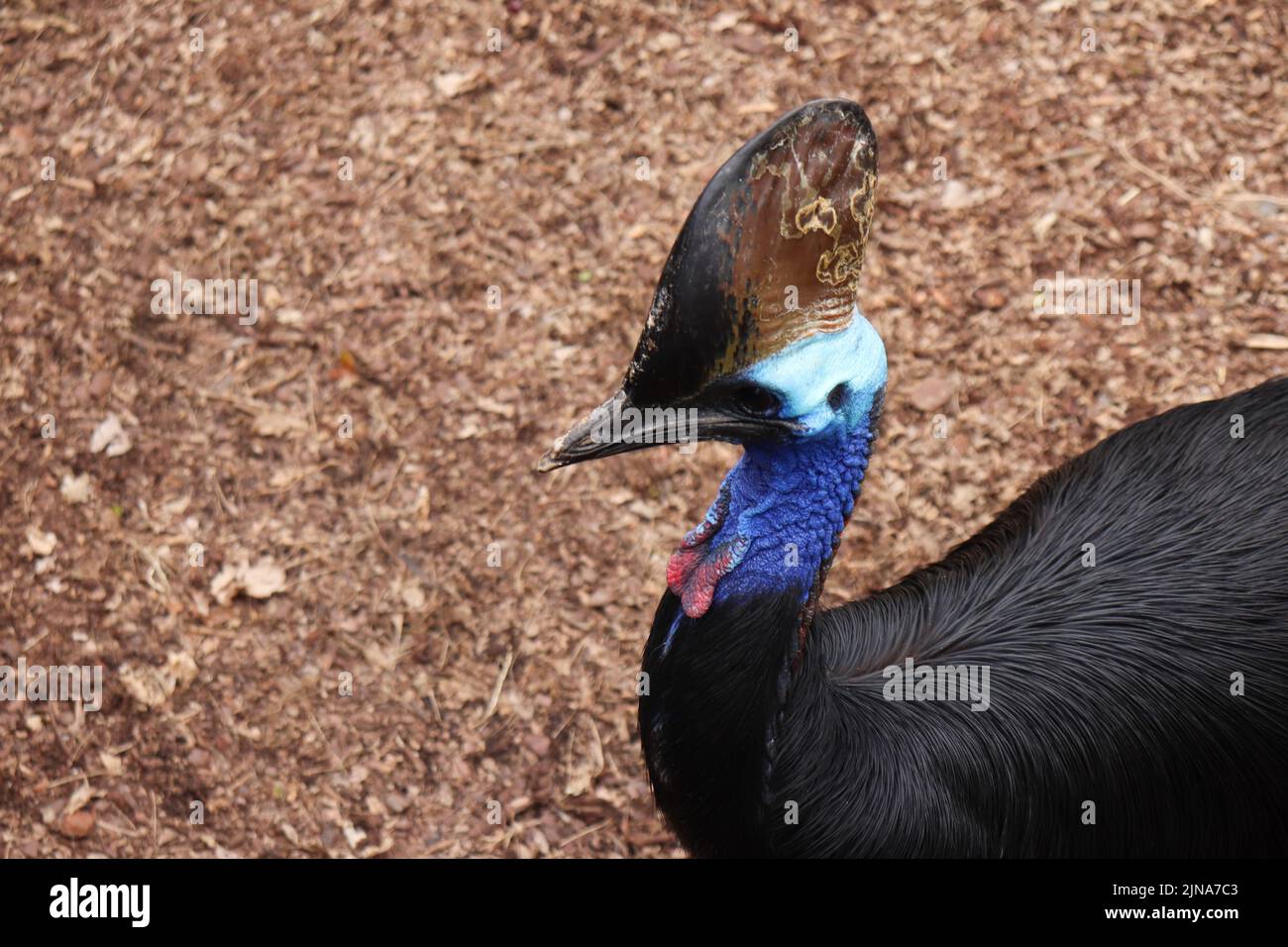 A closeup of cassowary ( Casuarius) is very beautiful large flightless ...