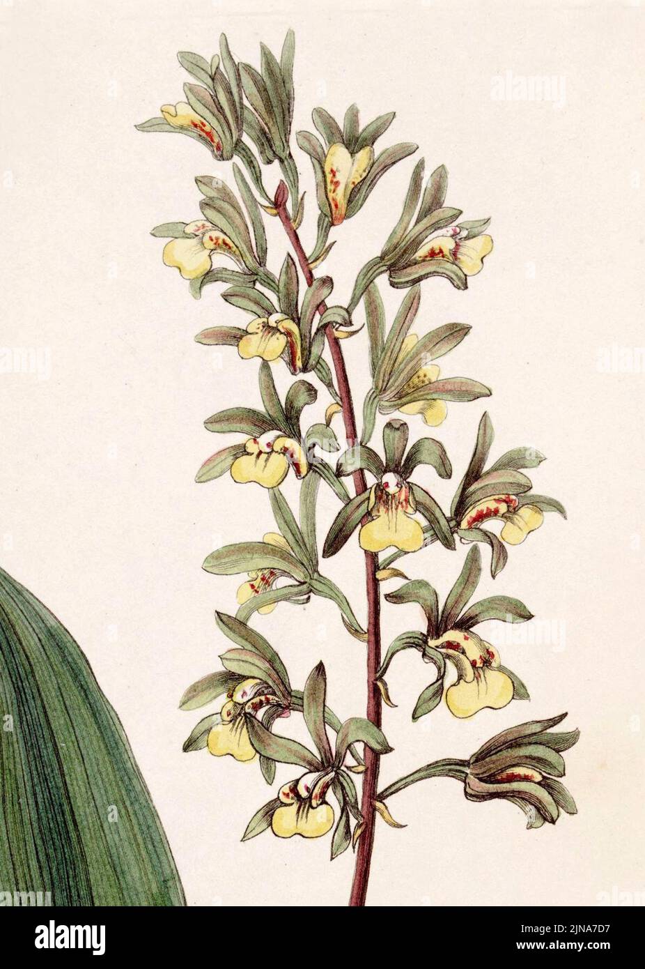 Tainia bicornis (as Ania bicornis) - Edwards vol 30 (NS 7) pl 8 (1844 ...