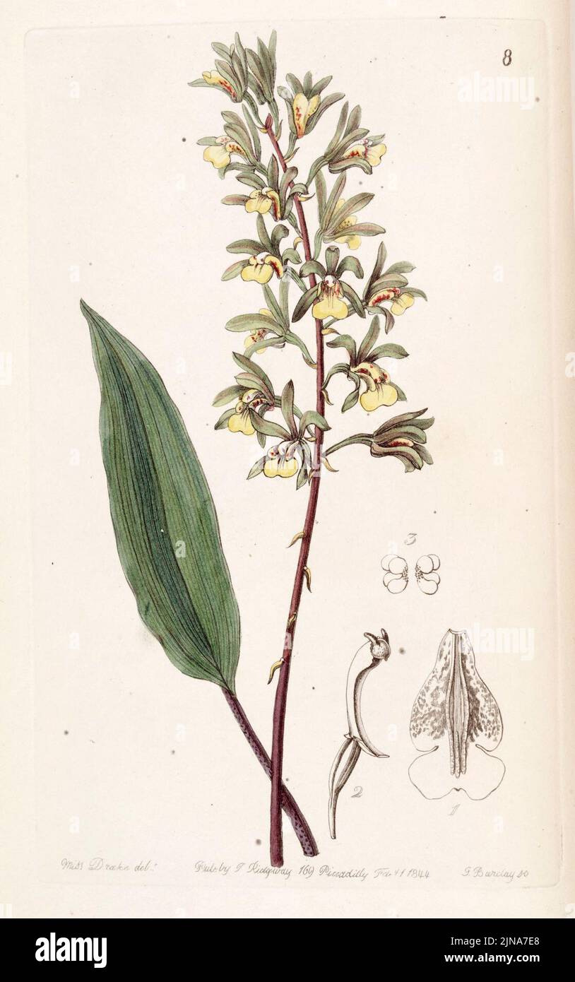 Tainia bicornis (as Ania bicornis) - Edwards vol 30 (NS 7) pl 8 (1844 ...