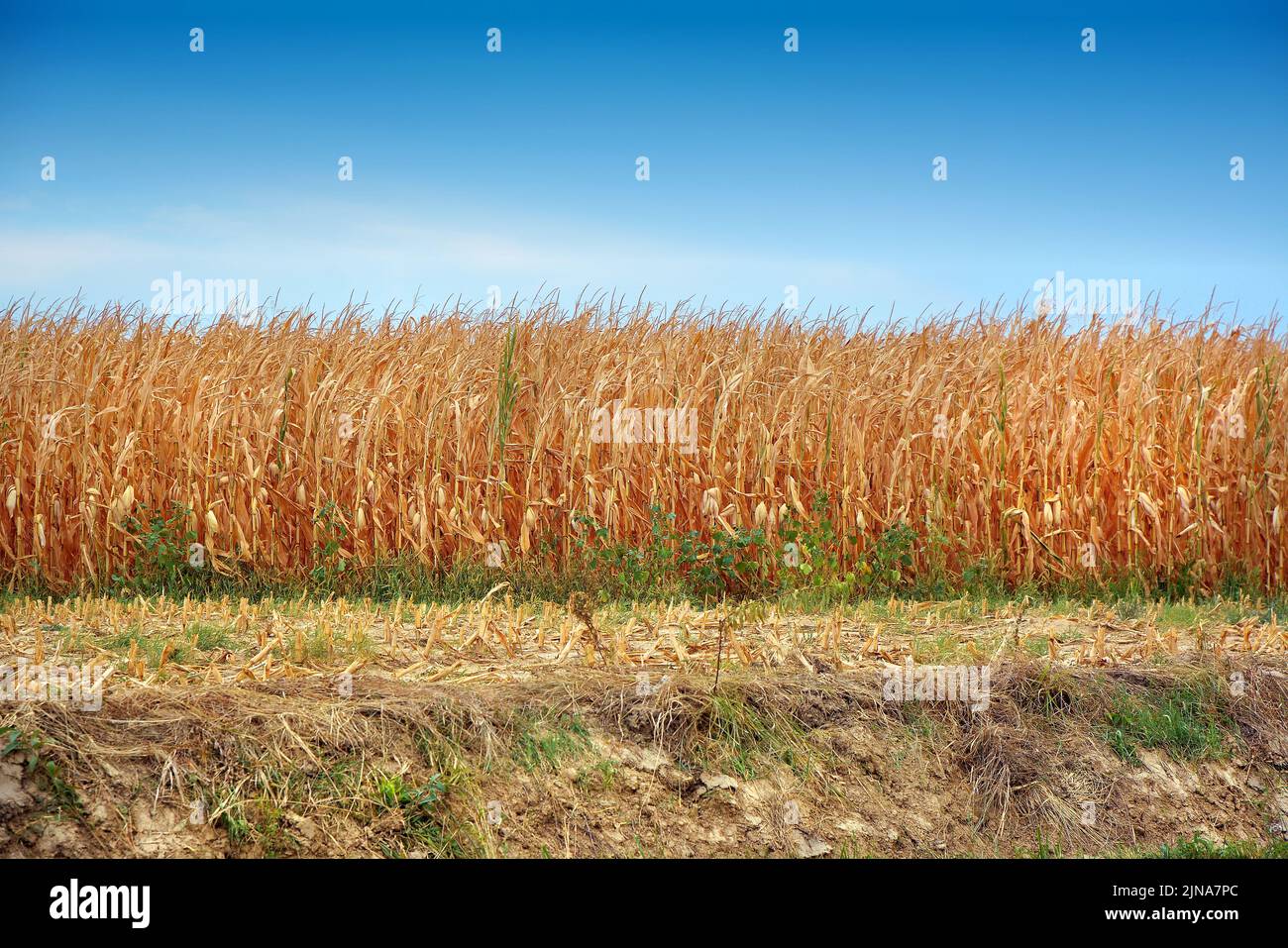 Dry corn fields due to drought Stock Photo - Alamy