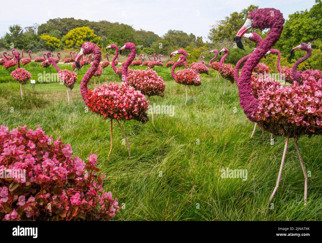 Flamingo topiaries, South Coast Botanic Garden, Palos Verdes ...