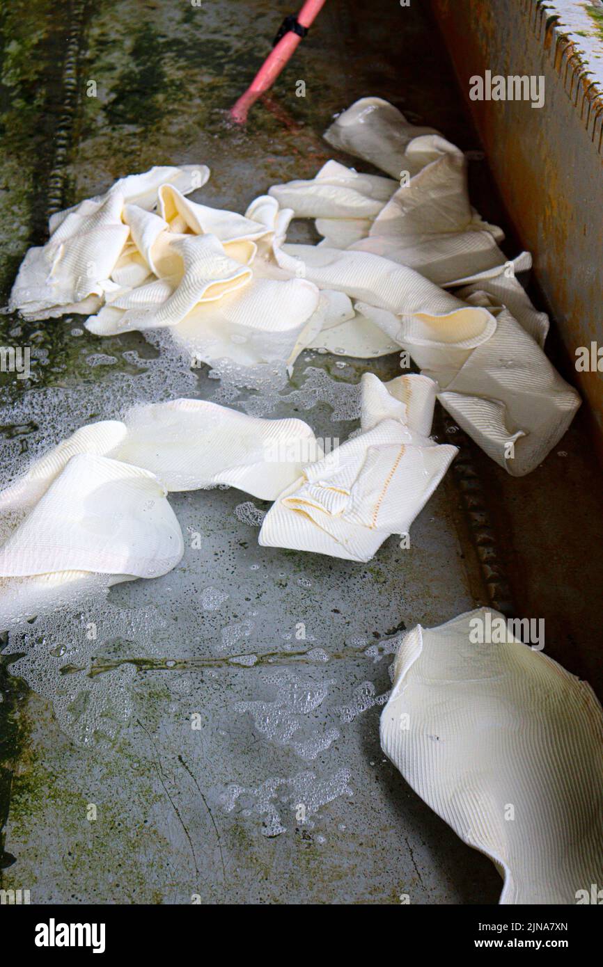 natural raw rubber Sheets on factory for refining drying and processing ...