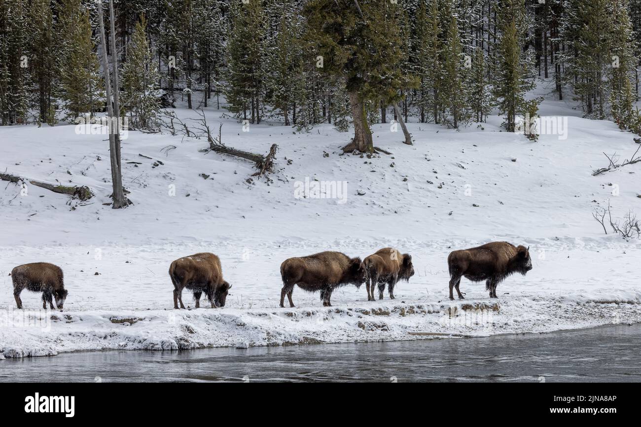 Bison in Yellowstone National Park Wyoming in Winter Stock Photo - Alamy