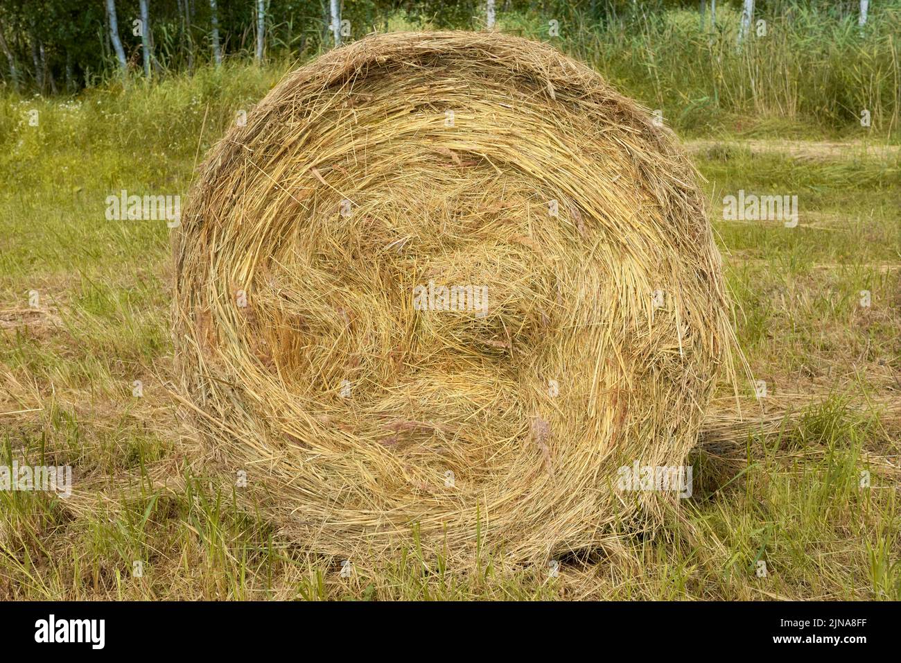 Close up picture of a hay bale on a field, selective focus Stock Photo ...