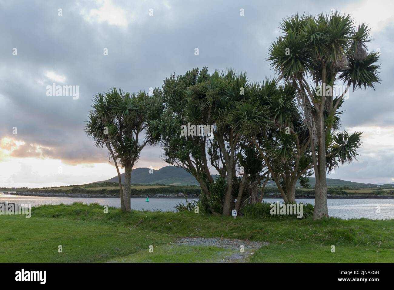 A beautiful wild coast landscape in Ireland with tropical trees and ...
