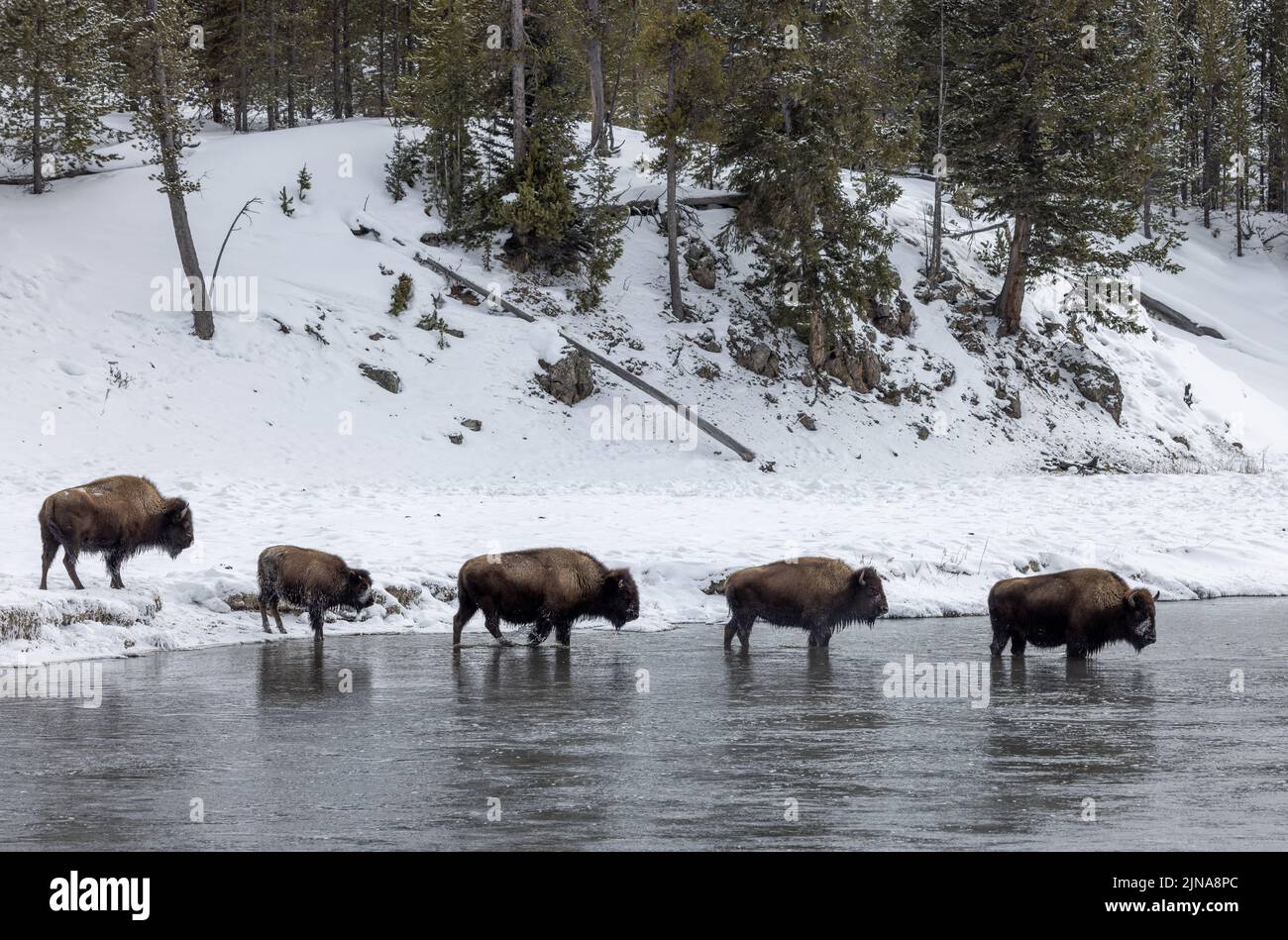 Bison in Yellowstone National Park Wyoming in Winter Stock Photo - Alamy