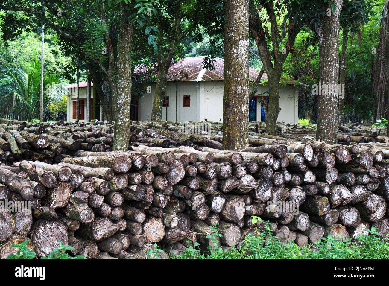 rubber tree cut piece stock on pant for sell Stock Photo - Alamy