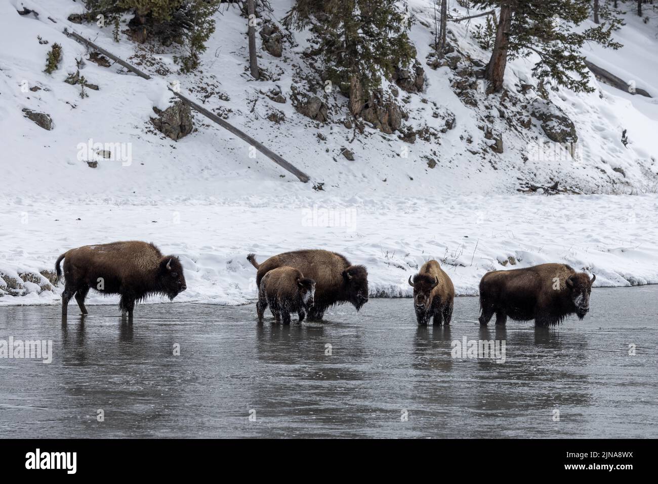 Bison in Yellowstone National Park Wyoming in Winter Stock Photo - Alamy