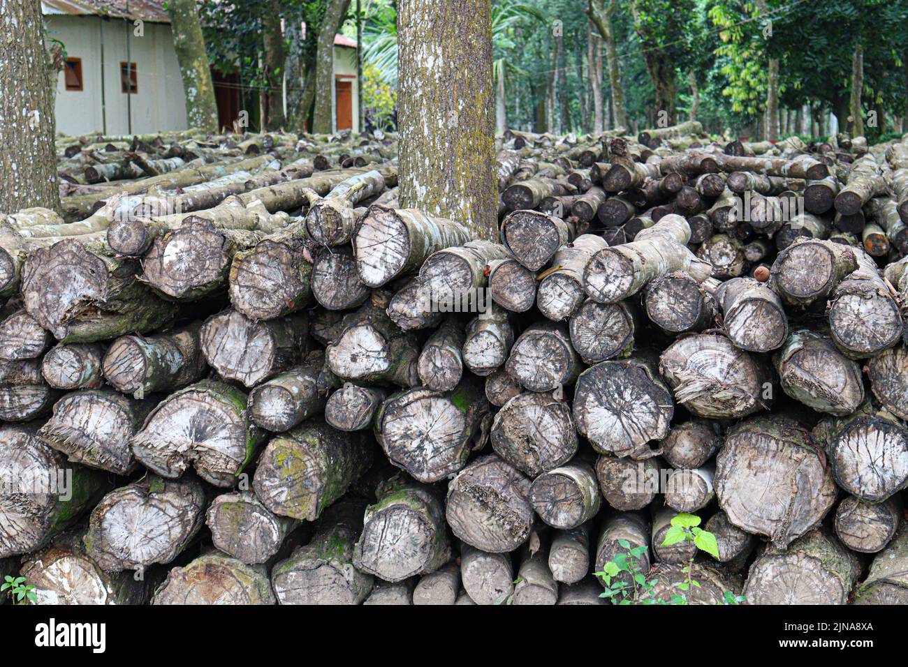 rubber tree cut piece stock on pant for sell Stock Photo - Alamy