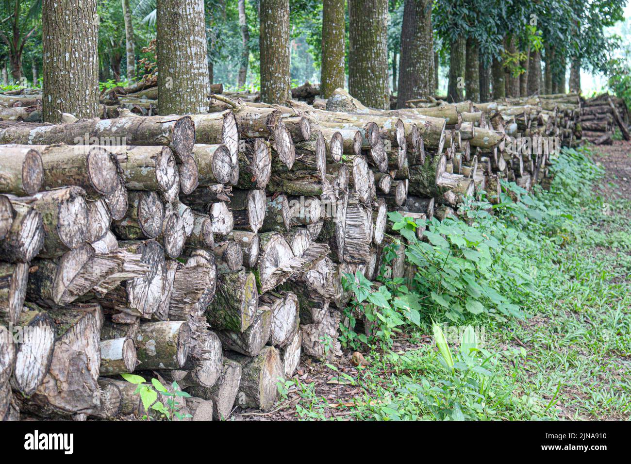 rubber tree cut piece stock on pant for sell Stock Photo - Alamy