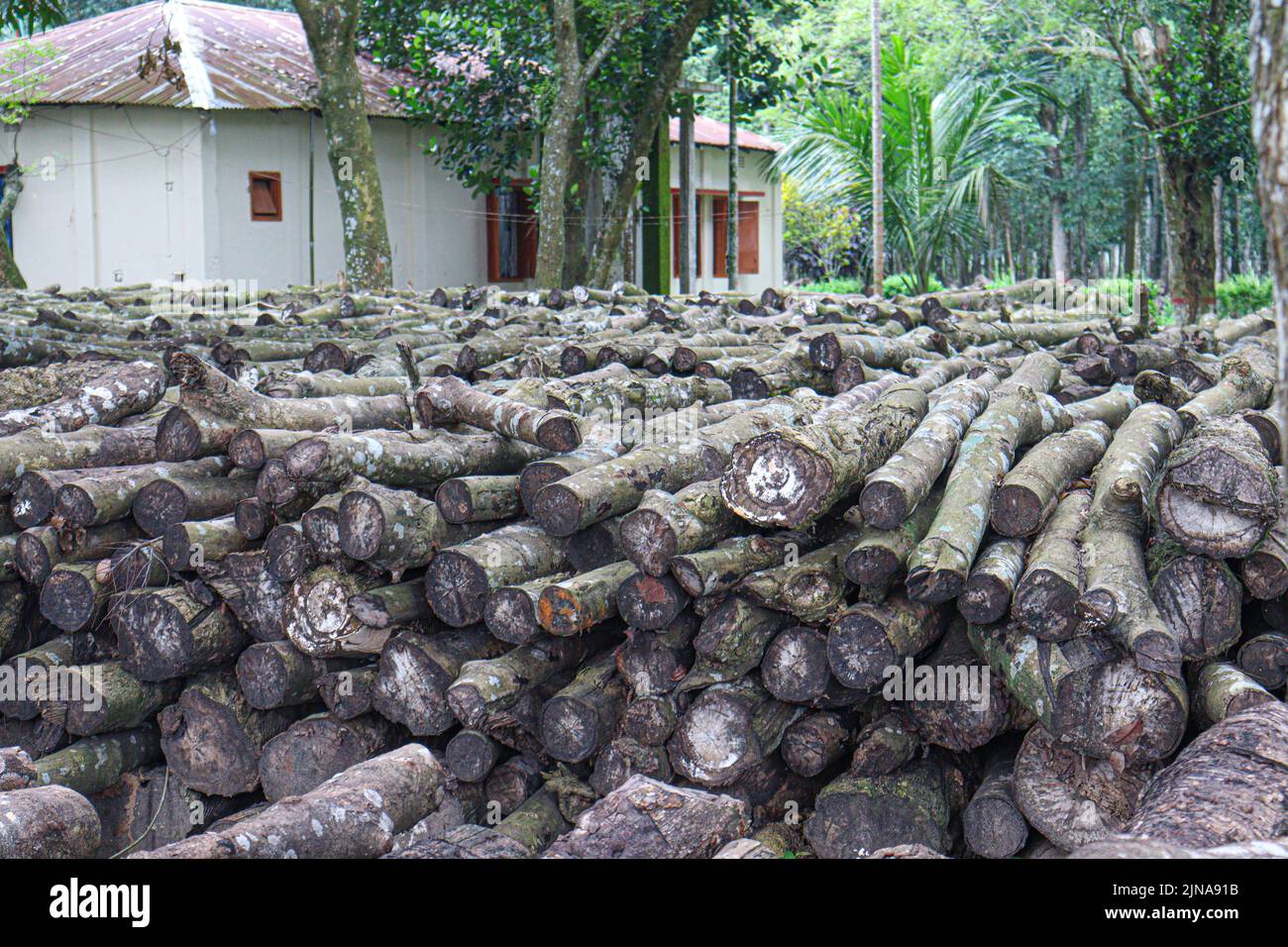rubber tree cut piece stock on pant for sell Stock Photo - Alamy