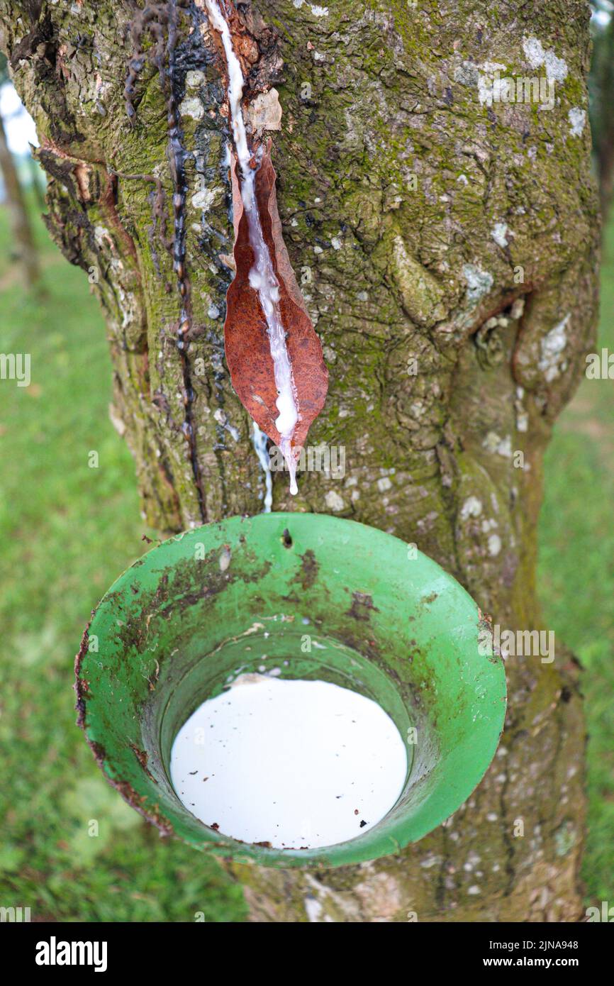 natural raw rubber collecting with leaf and pot from tree in farm for ...