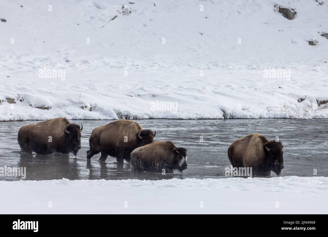 Bison in Yellowstone National Park Wyoming in Winter Stock Photo - Alamy