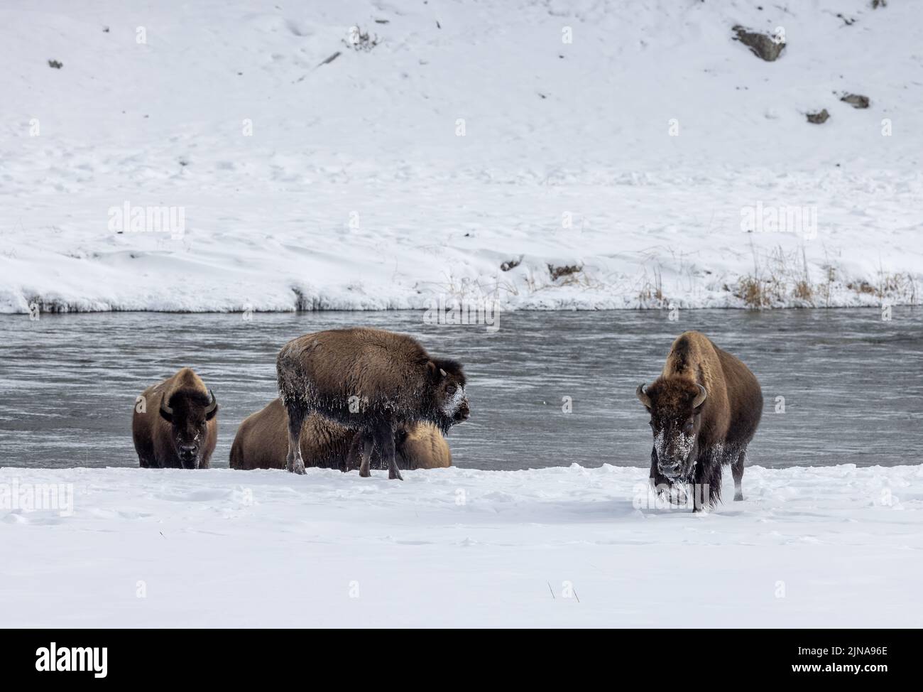 Bison in Yellowstone National Park Wyoming in Winter Stock Photo - Alamy