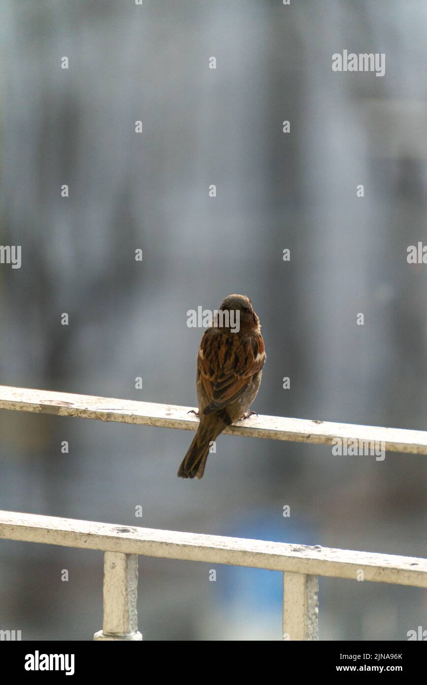 A vertical shot of a brown house sparrow perched on a metal surface on ...