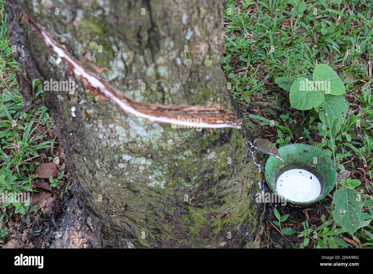 natural raw rubber collecting with Plastic container from tree in farm ...