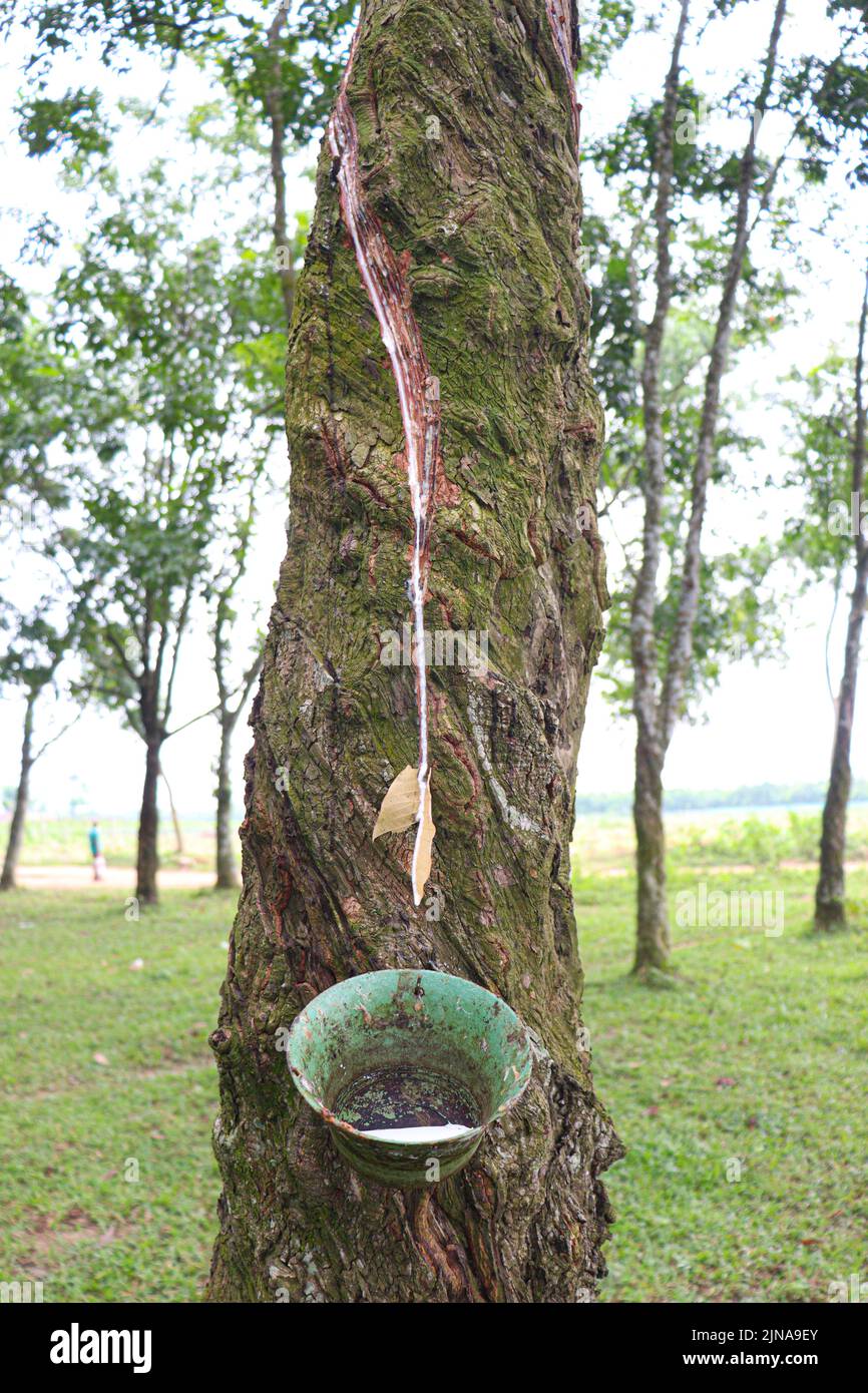 natural raw rubber collecting with Plastic container from tree in farm ...