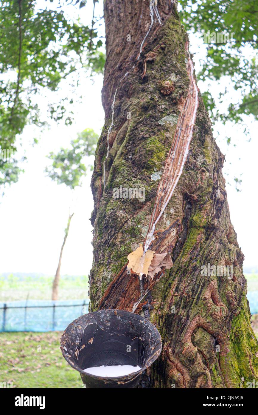 natural raw rubber collecting with Plastic container from tree in farm ...