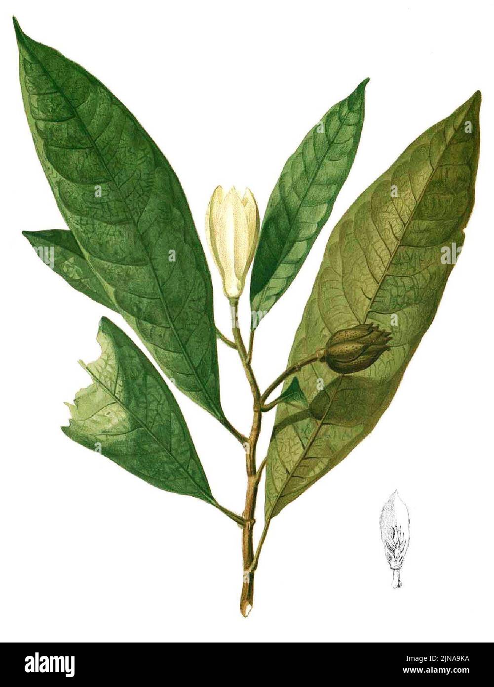 Talauma hi-res stock photography and images - Alamy