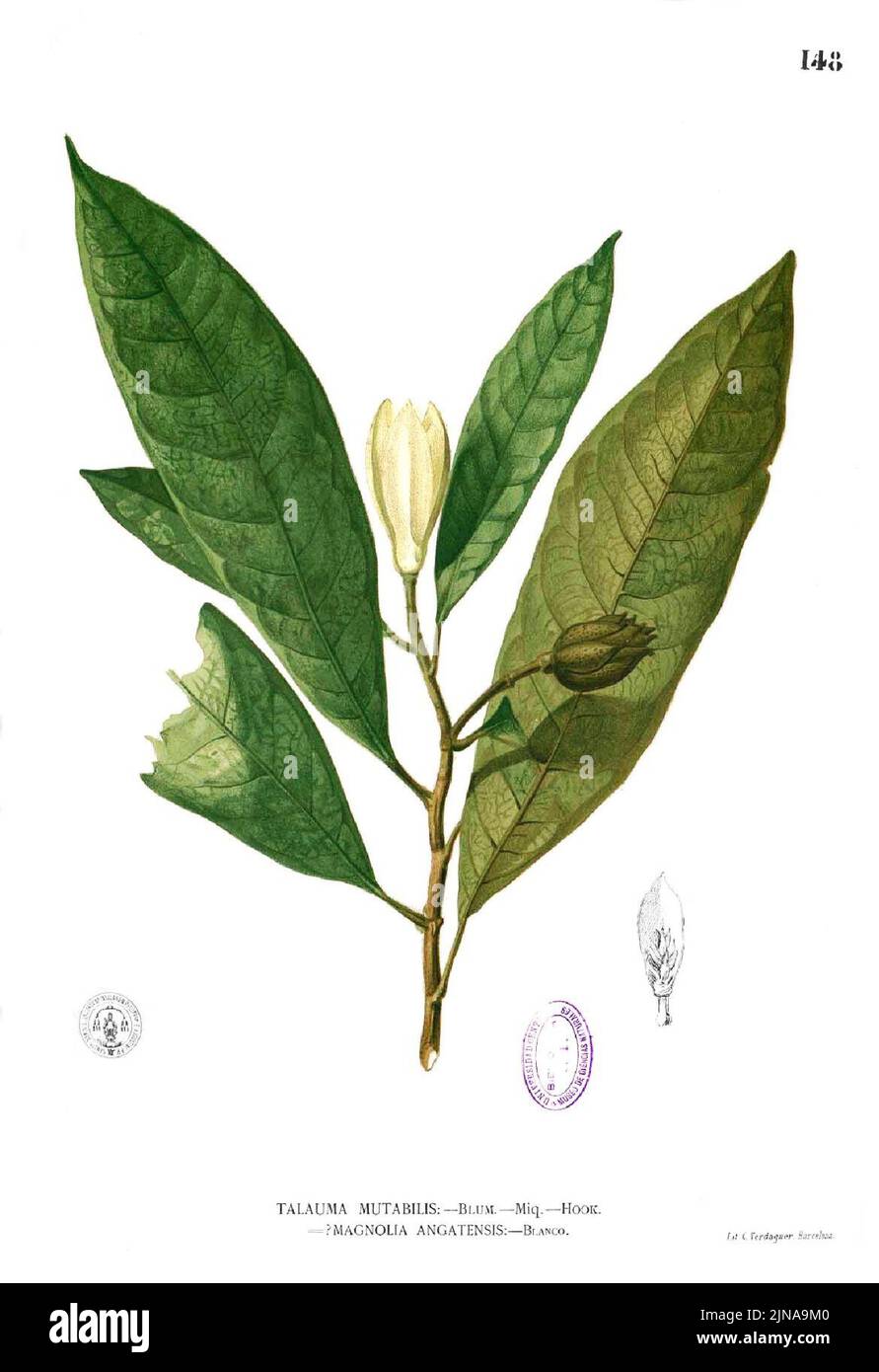 Talauma angatensis Blanco1.148 Stock Photo - Alamy