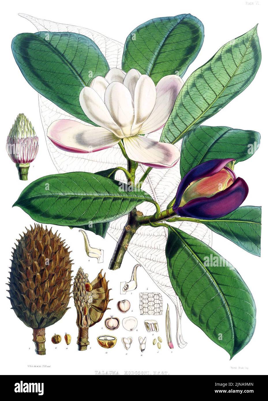 Talauma hi-res stock photography and images - Alamy