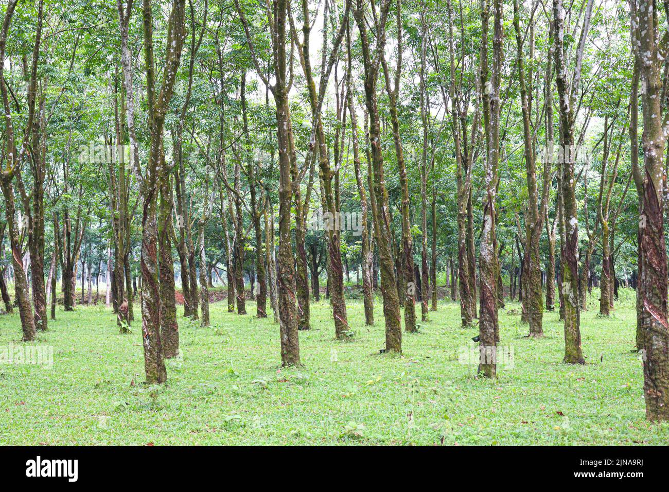 natural raw rubber tree plant in farm Stock Photo - Alamy