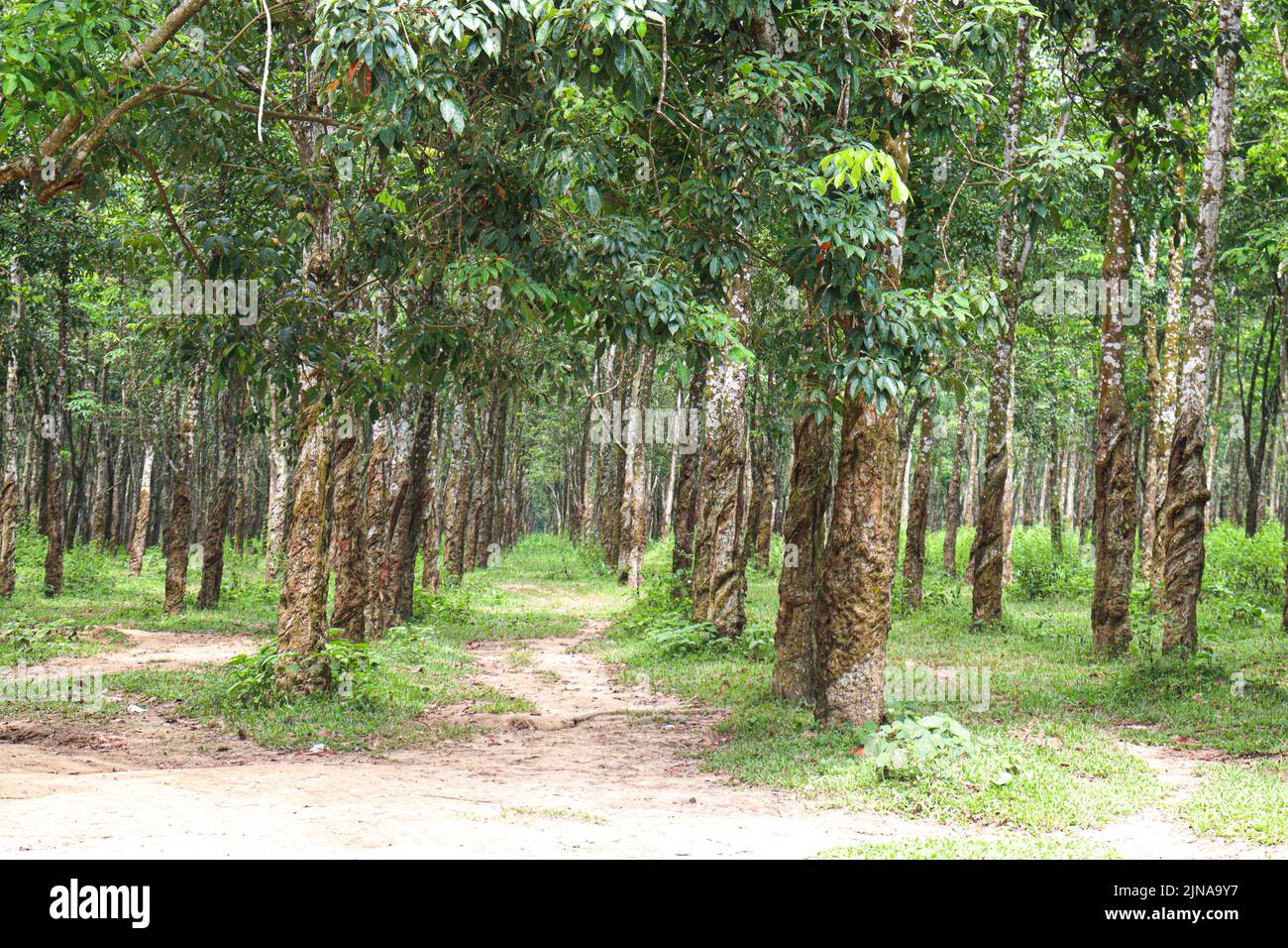 natural raw rubber tree plant in farm Stock Photo - Alamy