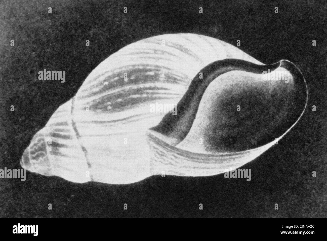 Muschel Black and White Stock Photos & Images - Alamy