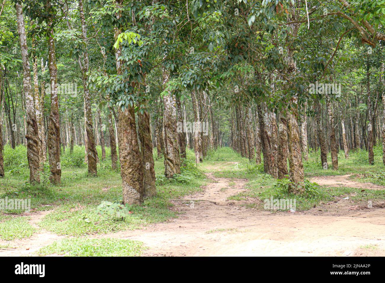natural raw rubber tree plant in farm Stock Photo - Alamy