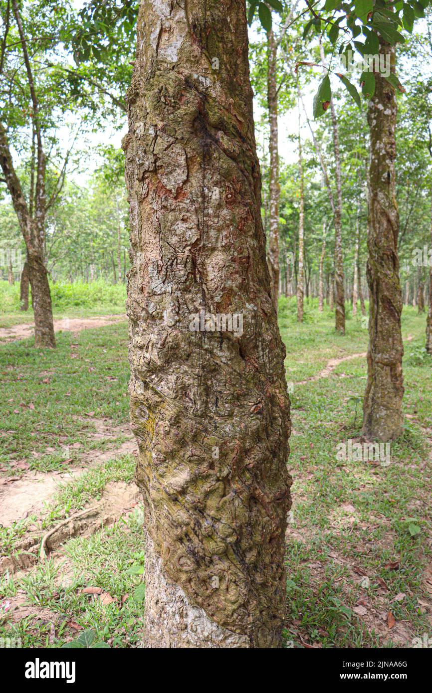 Rubber tree plant hi-res stock photography and images - Alamy
