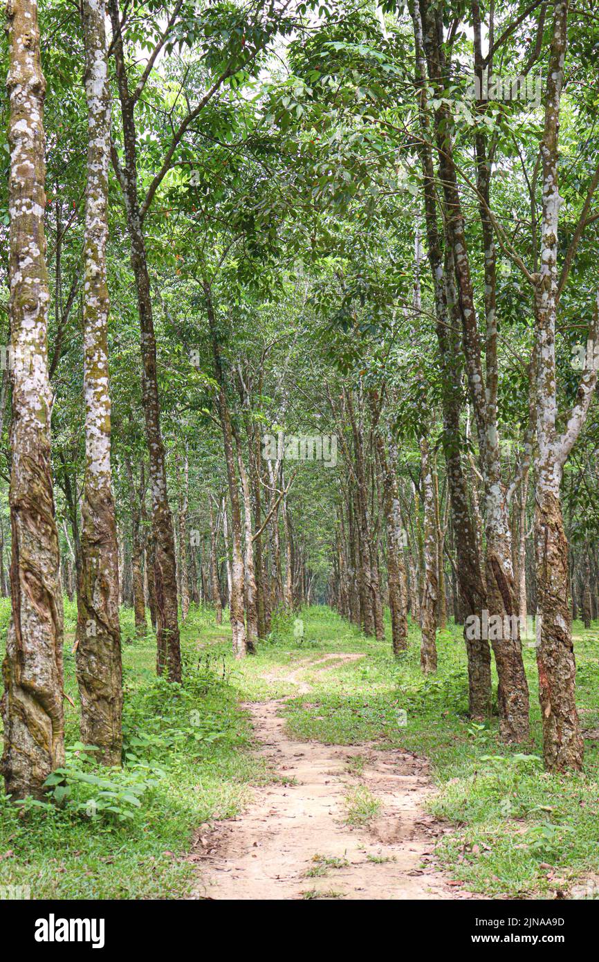 natural raw rubber tree plant in farm Stock Photo - Alamy