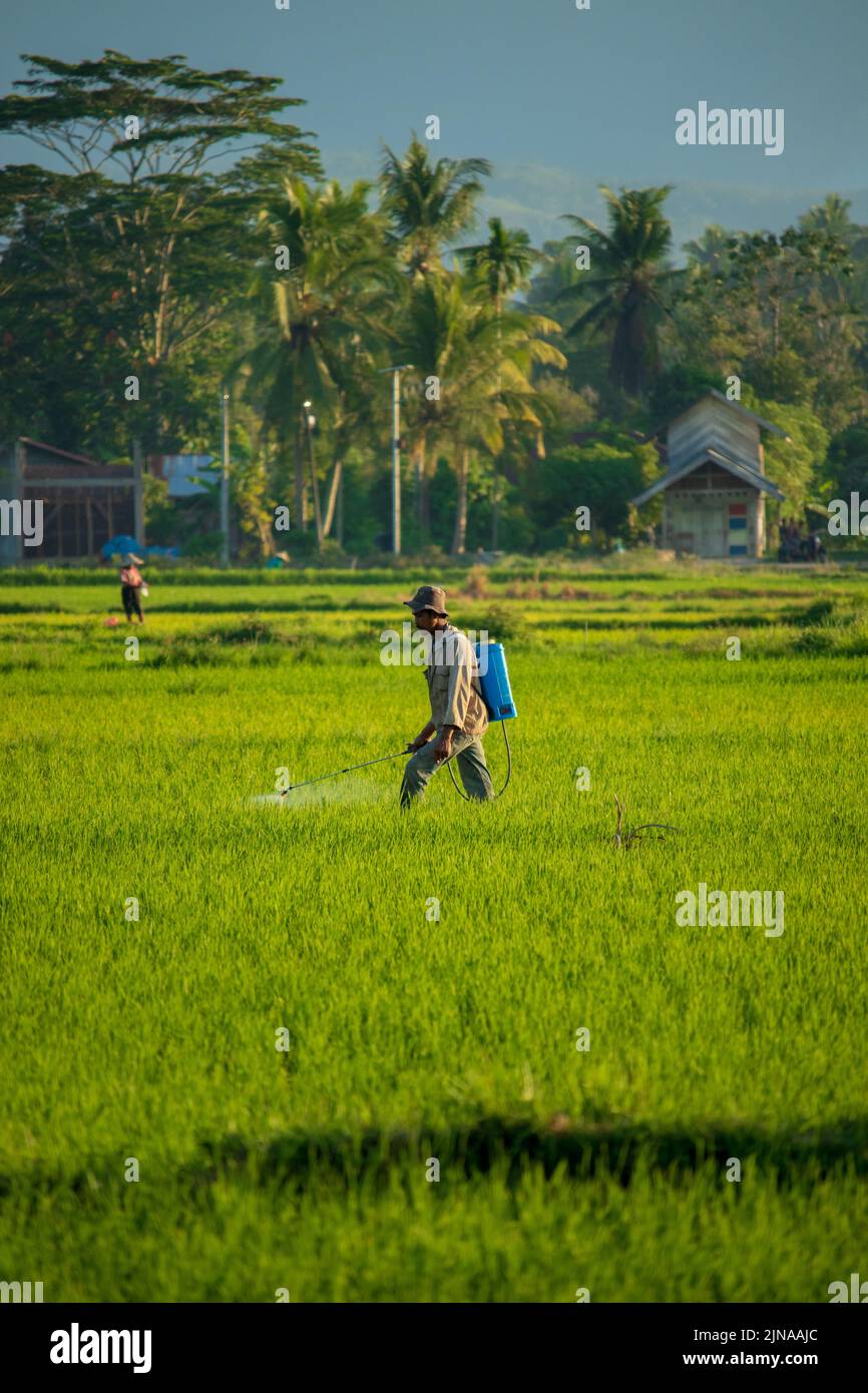 Photo of a farmer spraying rice in a rice field, Aceh, Indonesia Stock ...
