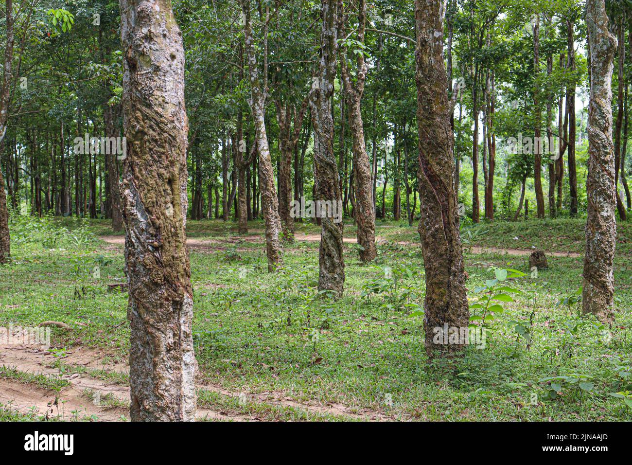 natural raw rubber tree plant in farm Stock Photo - Alamy