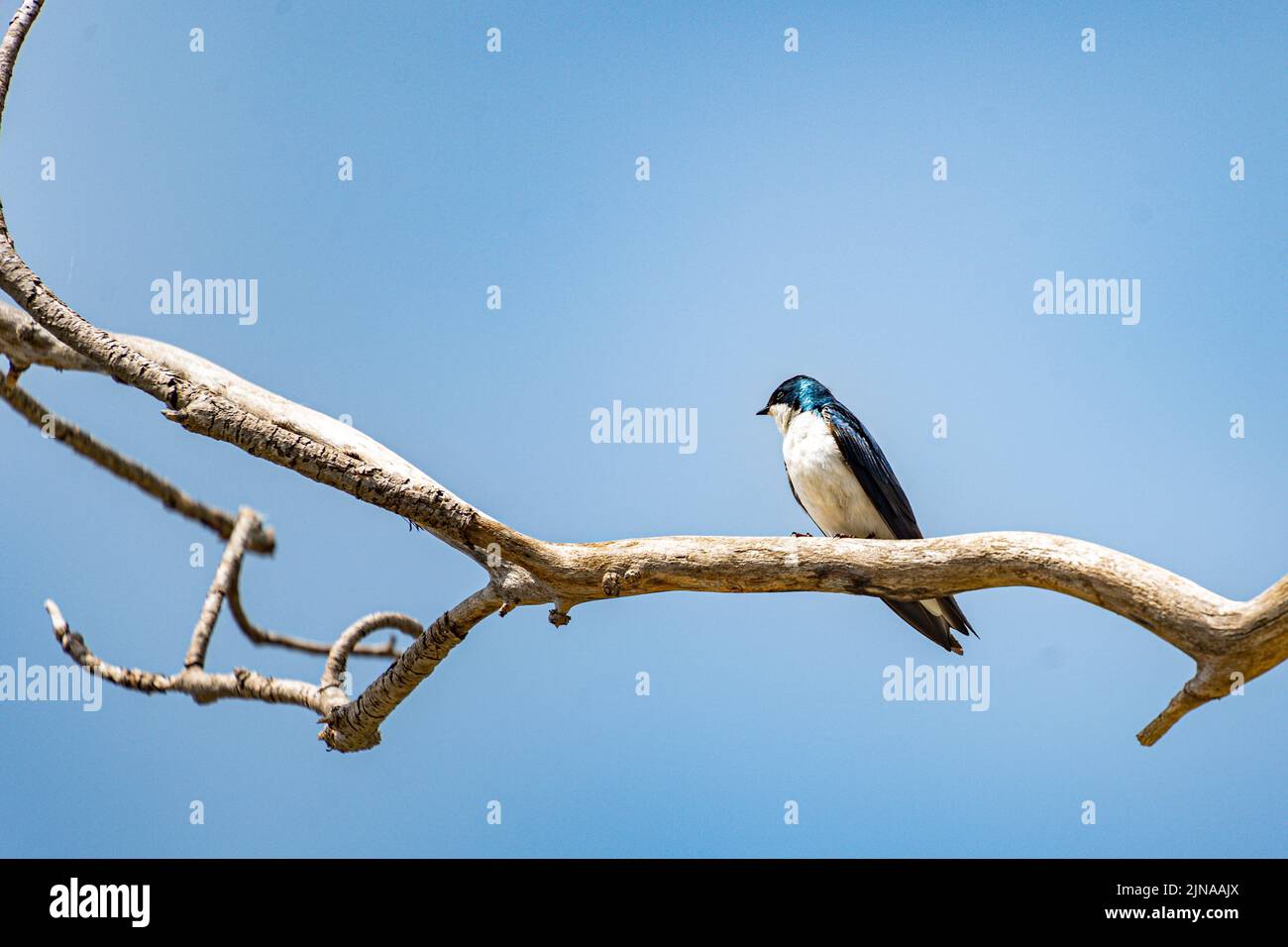 A Tree swallow sitting on the tree branch on a sunny day - Tachycineta ...