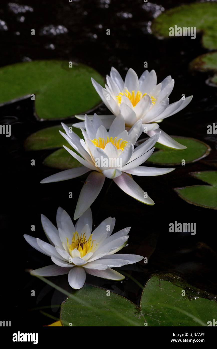 water lily lotus flower Stock Photo - Alamy